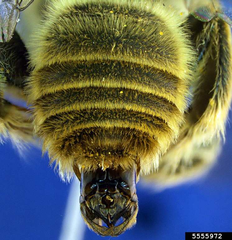digger bee (Diadasia australis (Cresson, 1878))
