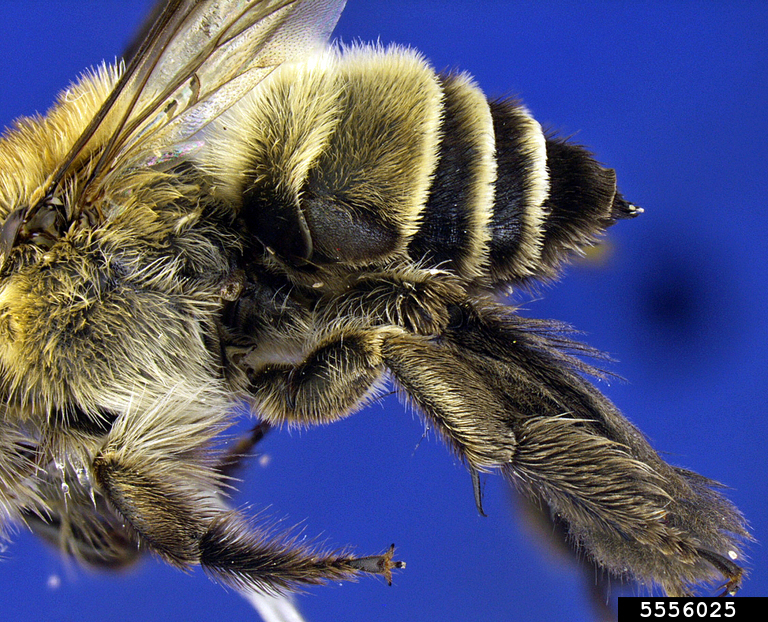 digger bee (Diadasia bituberculata (Cresson, 1878))