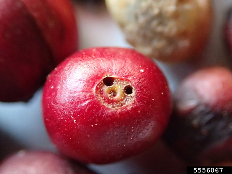 coffee berry borer (Hypothenemus hampei (Ferrari, 1867))