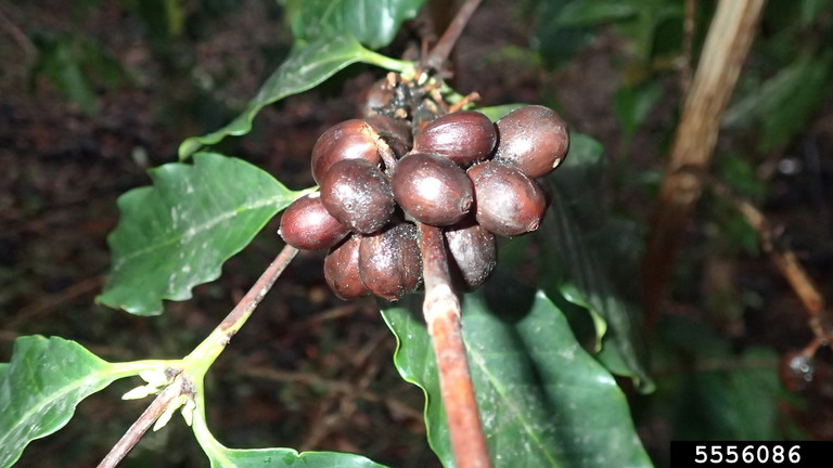 Arabian coffee (Coffea arabica L.)