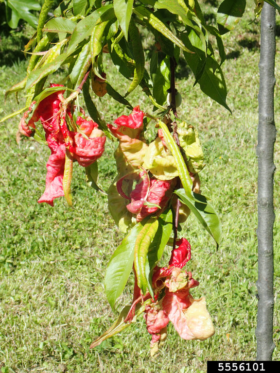 peach leaf curl (Taphrina deformans (Berk.) Tul.)