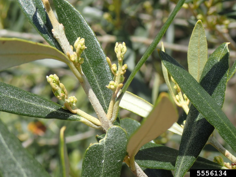 olive (Olea europaea L.)