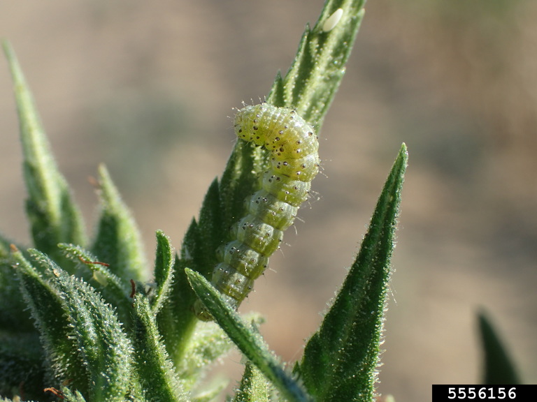 corn earworm, tomato fruitworm (Helicoverpa zea)