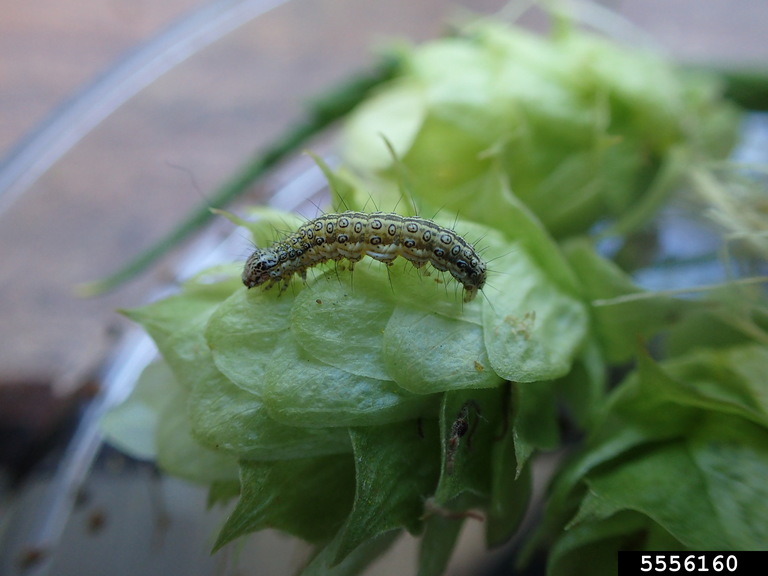 beet webworm (Loxostege sticticalis (Linnaeus))