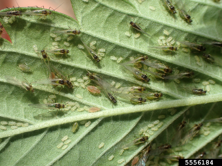cannabis aphid (Phorodon cannabis)