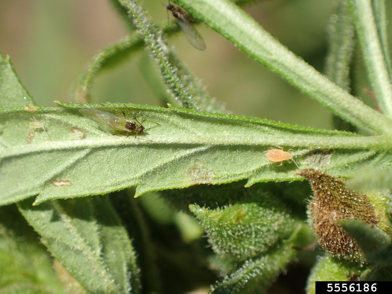 cannabis aphid (Phorodon cannabis (Passerini))