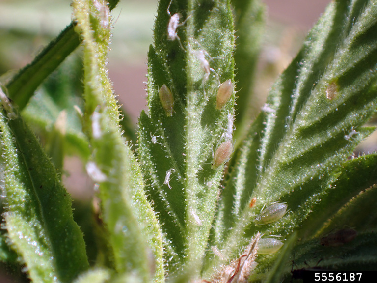 cannabis aphid (Phorodon cannabis)