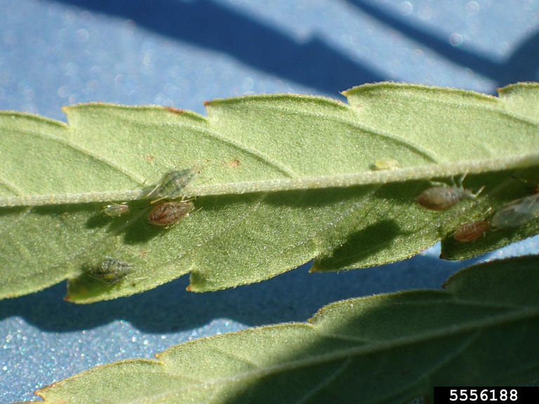 cannabis aphid (Phorodon cannabis (Passerini))