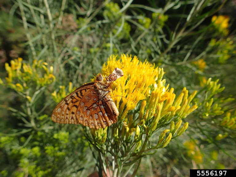 ambush bugs (Genus Phymata Latreille, 1802)