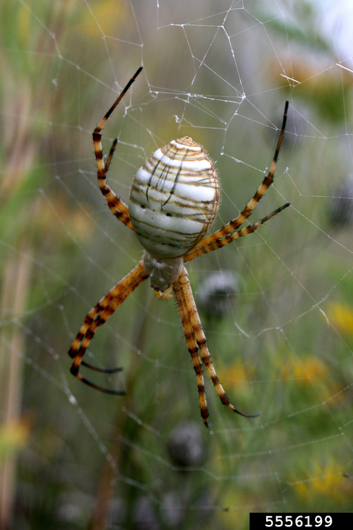 banded garden spider (Argiope trifasciata (Forskal))