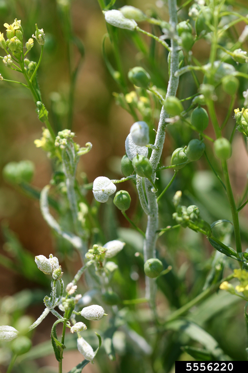 downy mildew (Hyaloperonospora camelinae)