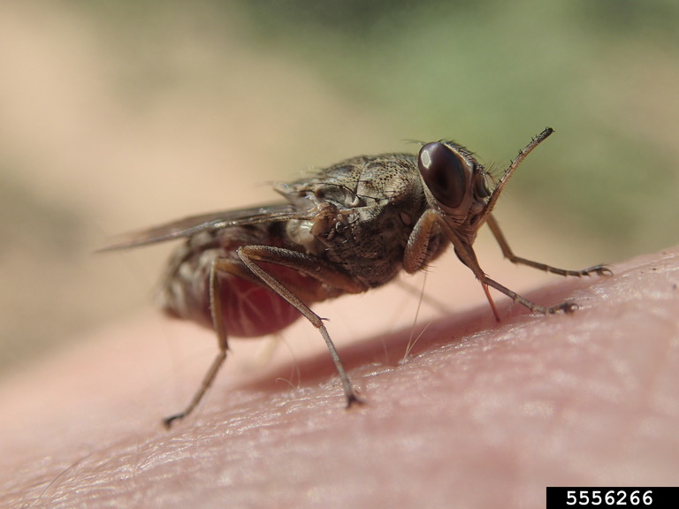 tsetse fly (Genus Glossina Wiedemann, 1830)