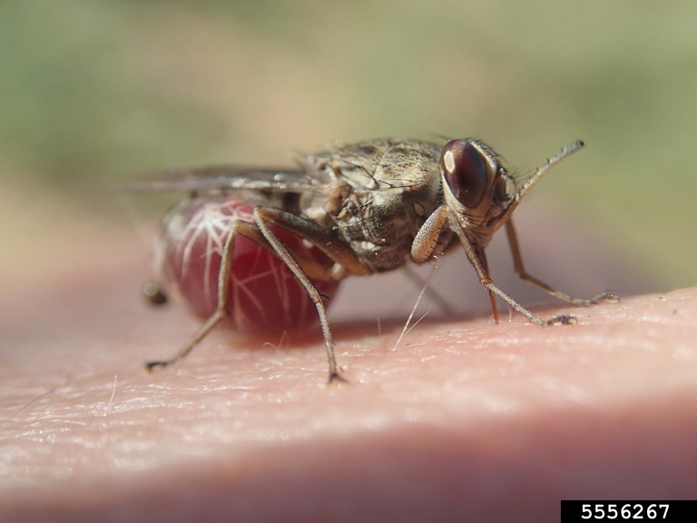 tsetse fly (Genus Glossina)