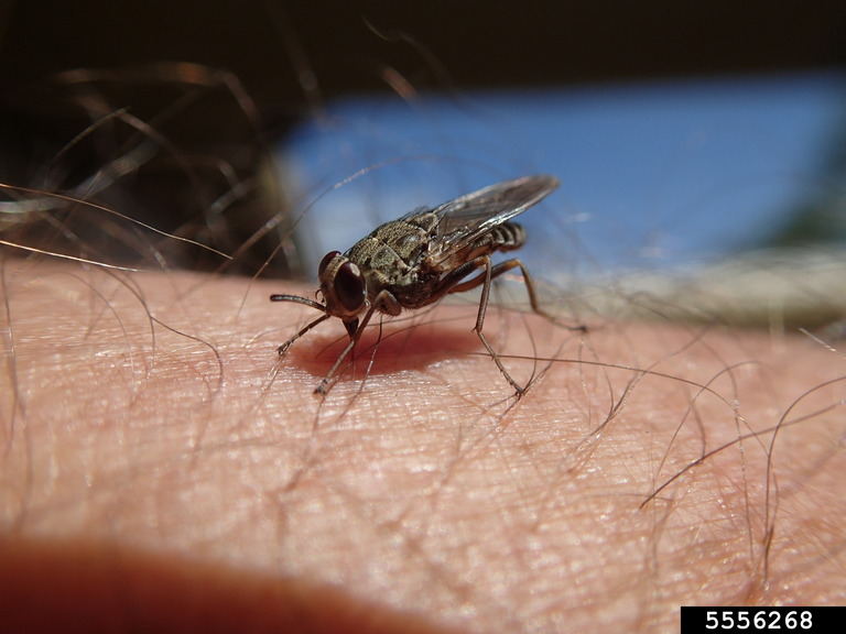 tsetse fly (Genus Glossina Wiedemann, 1830)