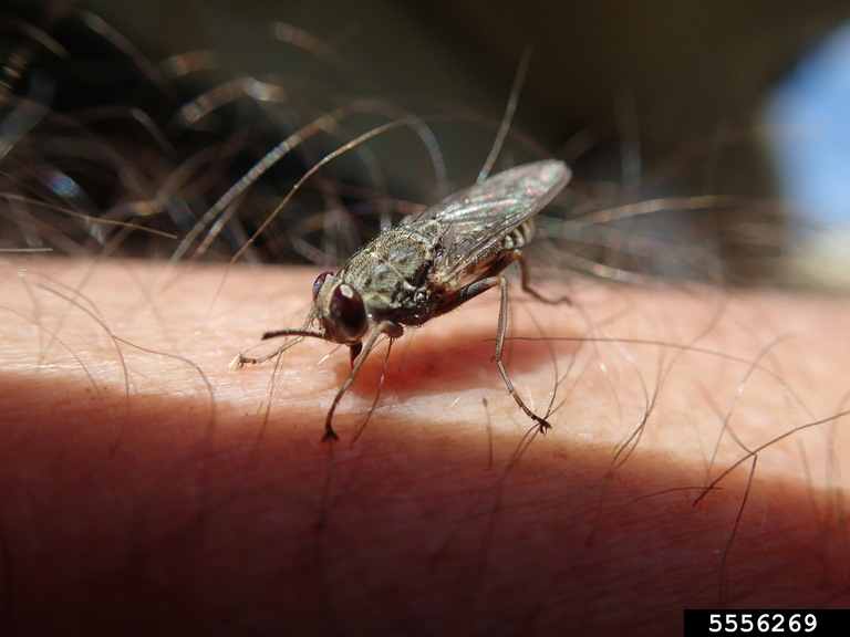 tsetse fly (Genus Glossina)