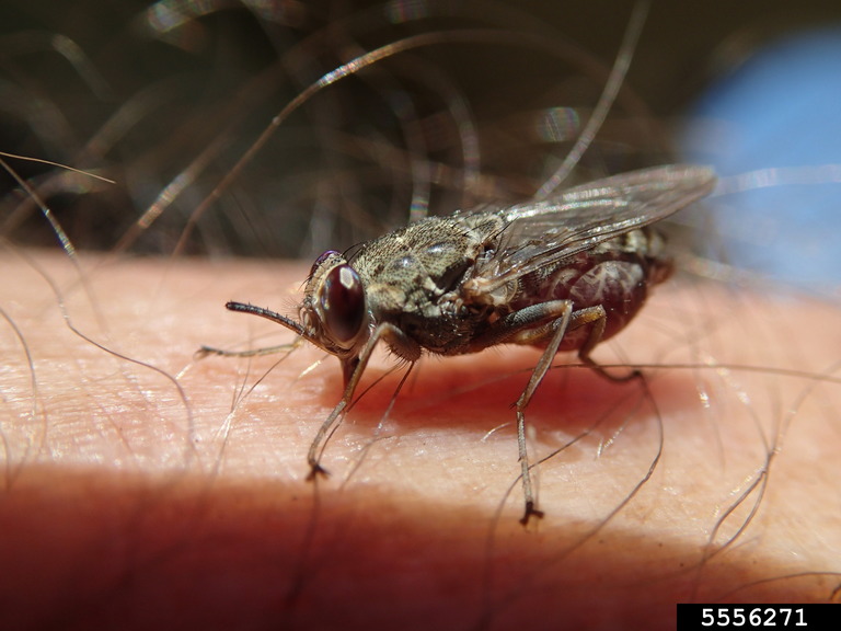 tsetse fly (Genus Glossina)