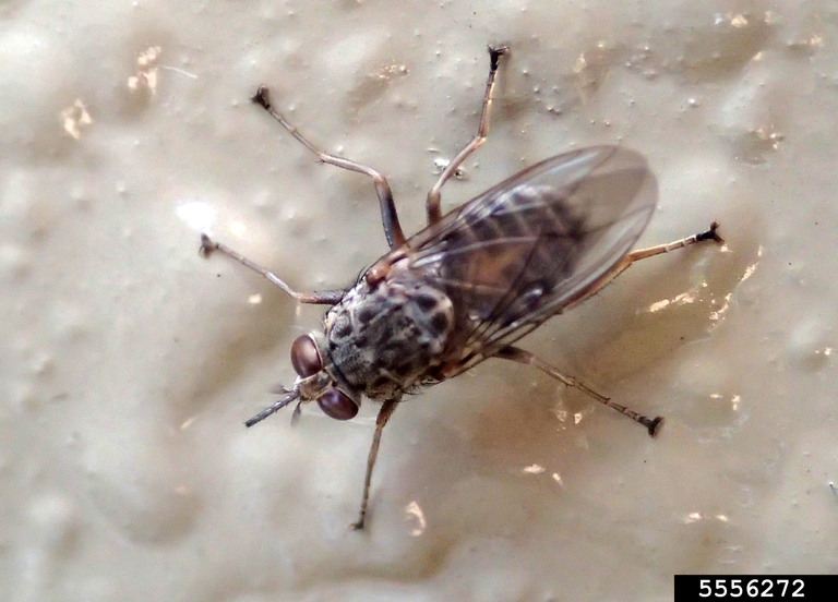 tsetse fly (Genus Glossina)