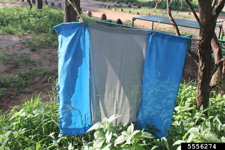 tsetse fly (Genus Glossina)