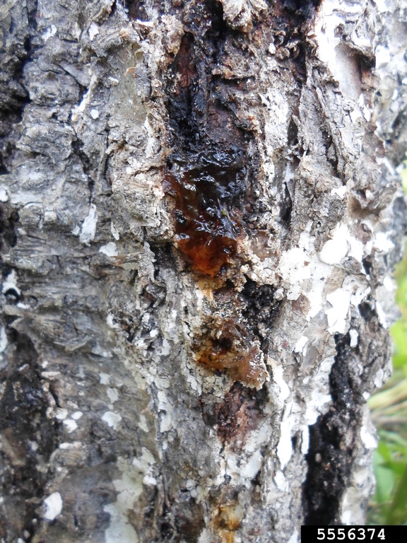 Botryosphaeria canker, white rot (Botryosphaeria dothidea)