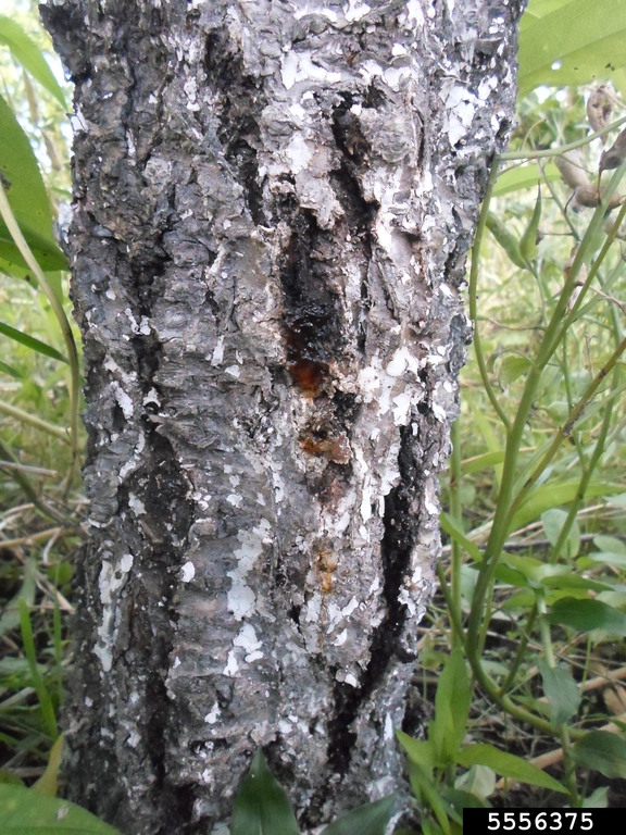 Botryosphaeria canker, white rot (Botryosphaeria dothidea (Moug.:Fr ...