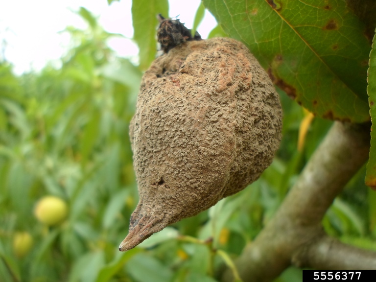 brown rot (Monilinia fructicola (G. Wint.) Honey)
