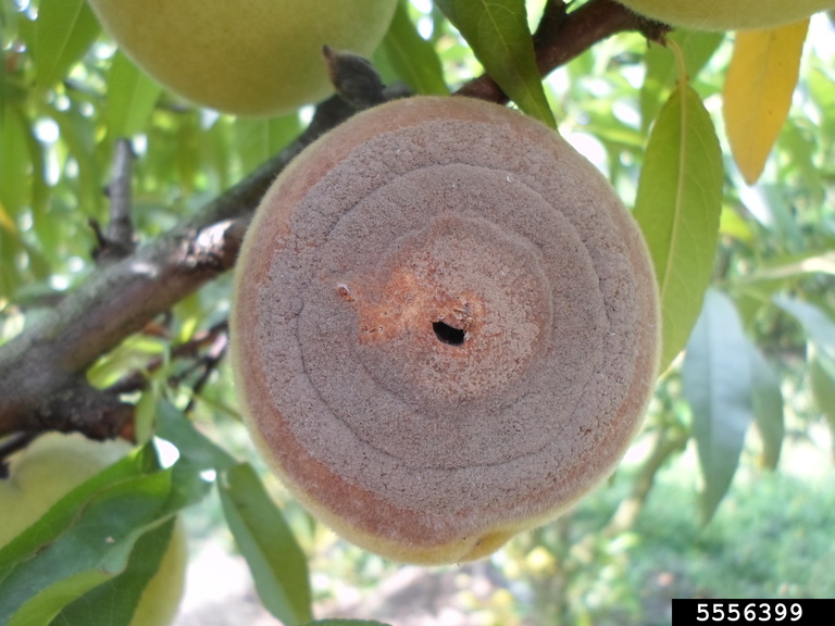 brown rot (Monilinia fructicola (G. Wint.) Honey)