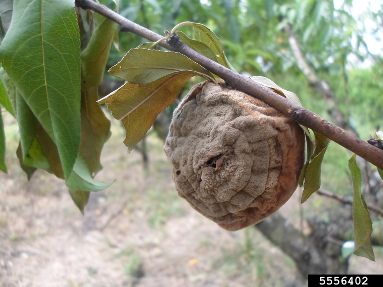 brown rot (Monilinia fructicola (G. Wint.) Honey)