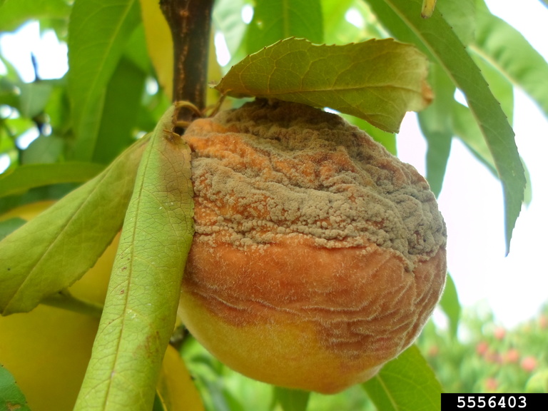 brown rot (Monilinia fructicola (G. Wint.) Honey)