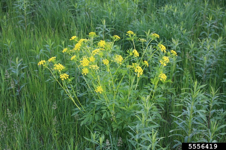 golden zizia (Zizia aurea)