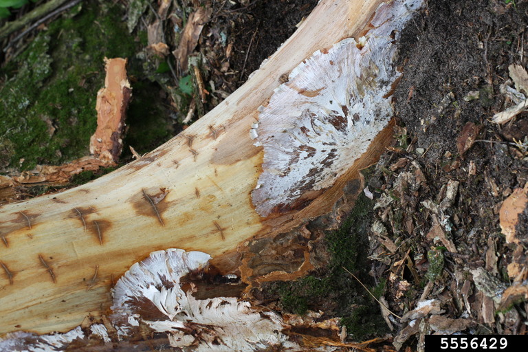 Armillaria root rots (Genus Armillaria)