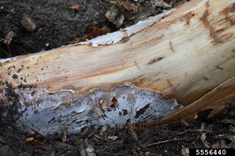 Armillaria root rots (Genus Armillaria)