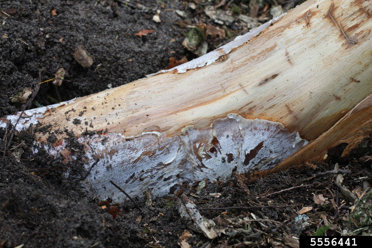 Armillaria root rots (Genus Armillaria)