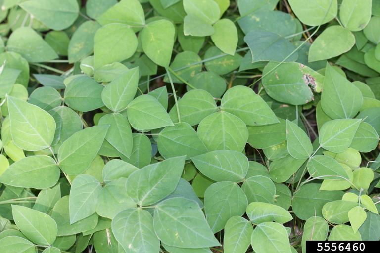 American hogpeanut (Amphicarpaea bracteata)