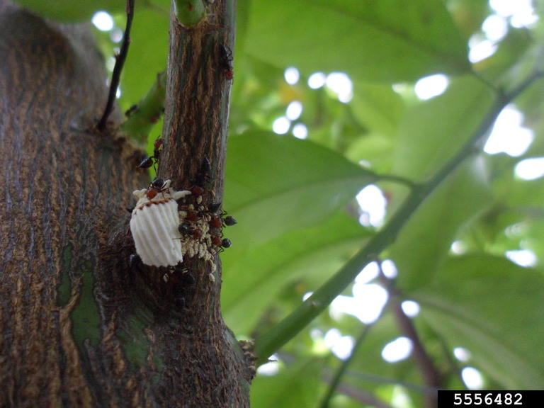 ants (Formicidae) (Family Formicidae)