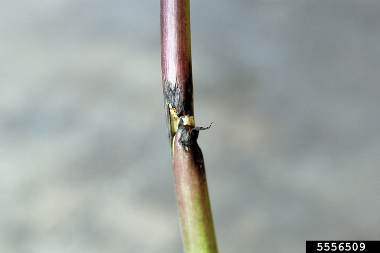 leaf blight of taro (Phytophthora colocasiae Racib.)