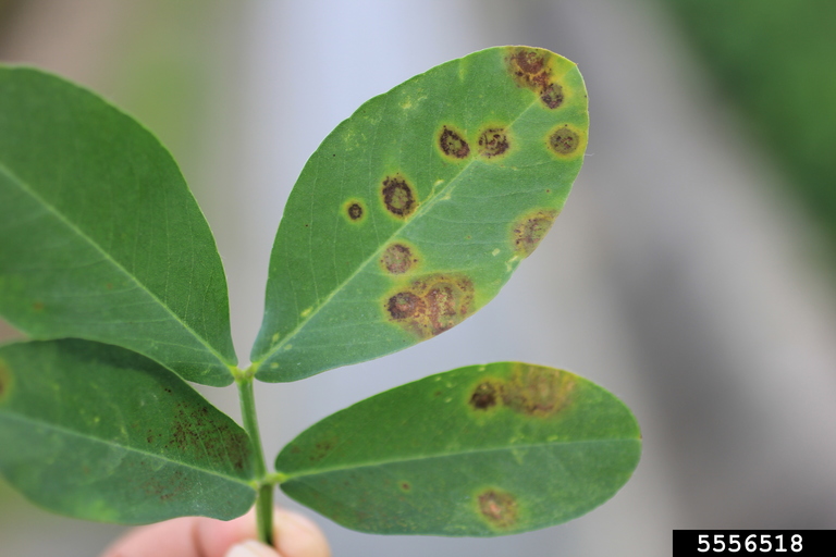 Peanut Chlorotic Fan-Spot Virus (PCFV) (Tospovirus Peanut Chlorotic Fan ...