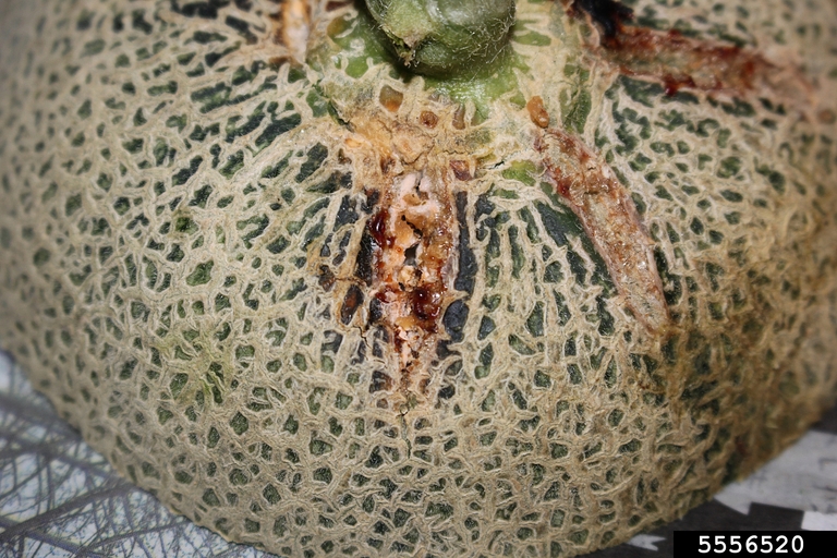 Fusarium wilt (Fusarium oxysporum f.sp. melonis W.C. Snyder & H.N. Hansen)