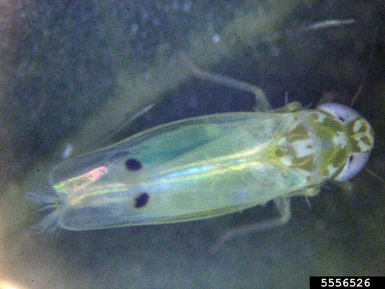Cicadellidae bug (Edwardsiana flavescens)