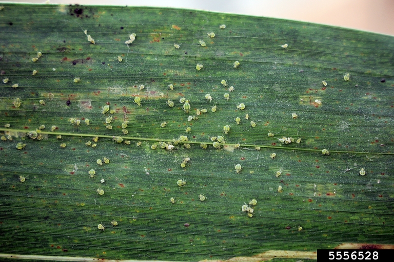 aphid (Astegopteryx bambusifoliae (Takahashi, R., 1923))
