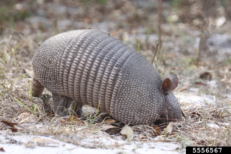 nine-banded armadillo (Dasypus novemcinctus Linnaeus, 1758)