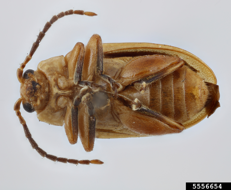 flea beetle (Disonycha dorsata Harold)