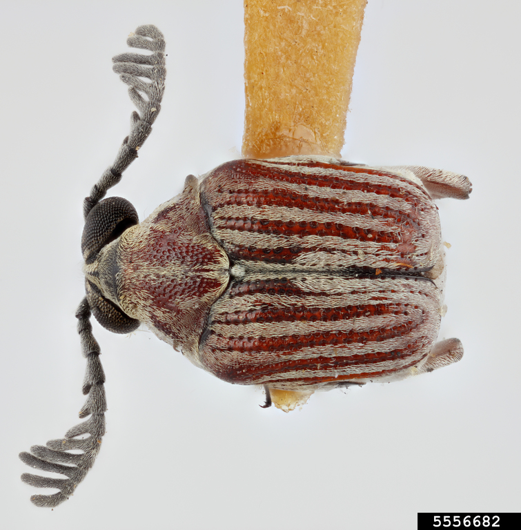 large-horned bruchid (Megacerus alternatus Bridwell)