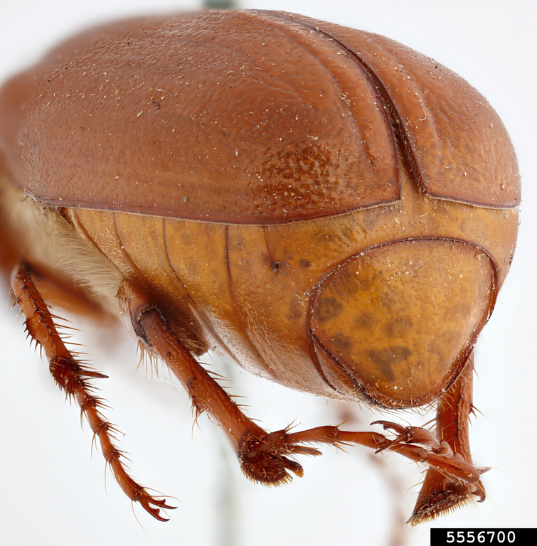 May beetle (Phyllophaga congrua (LeConte))