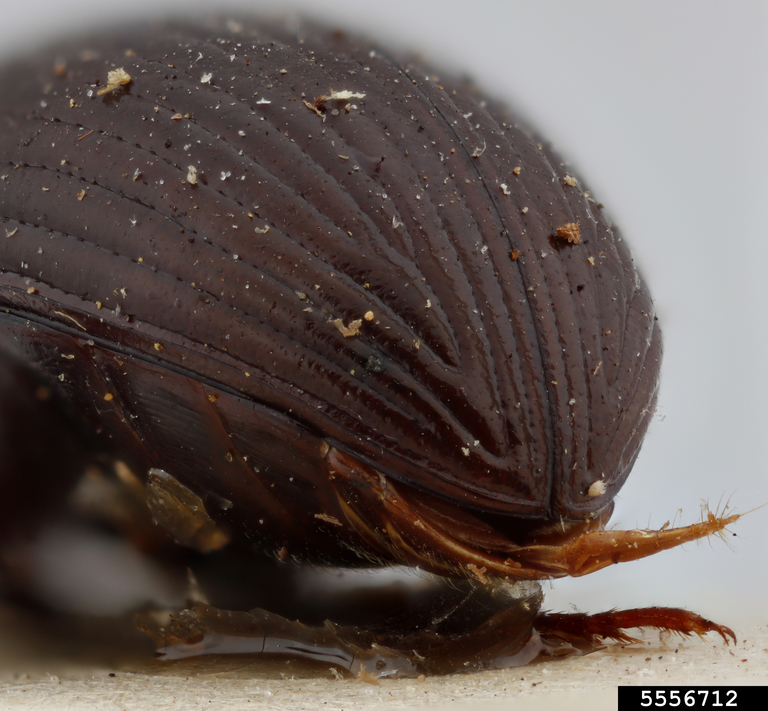 Amarygmus furvus (Gebien, 1927)
