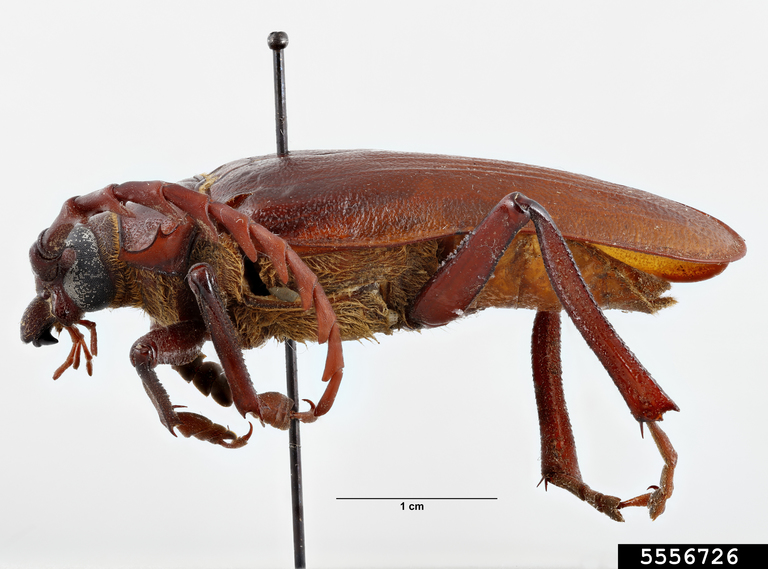 California prionus (Prionus californicus)