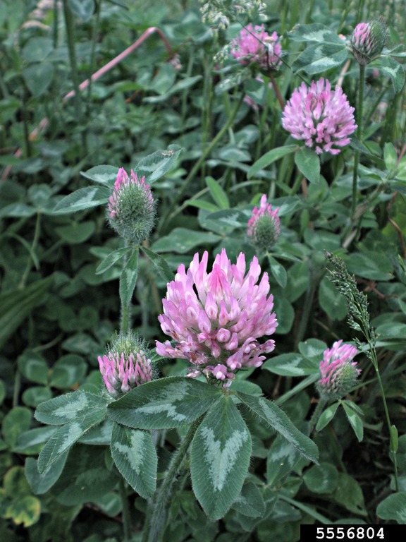 red clover (Trifolium pratense L.)