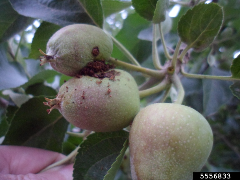 codling moth (Cydia pomonella)