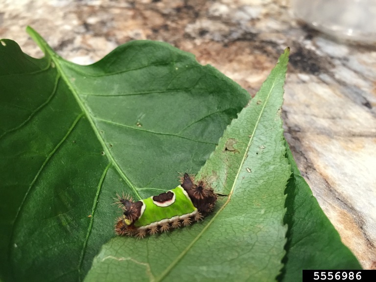 saddleback caterpillar (Acharia stimulea (Clemens))