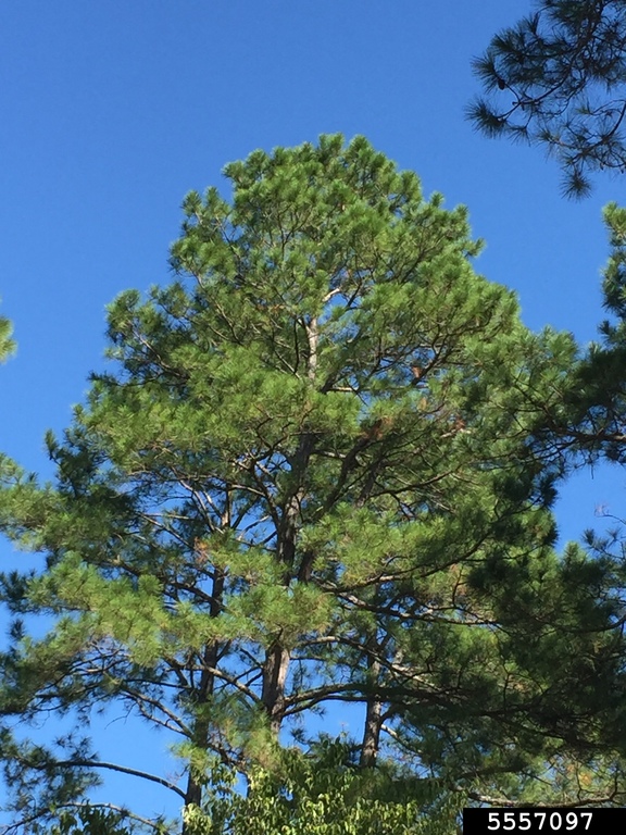 pine (Genus Pinus L.)