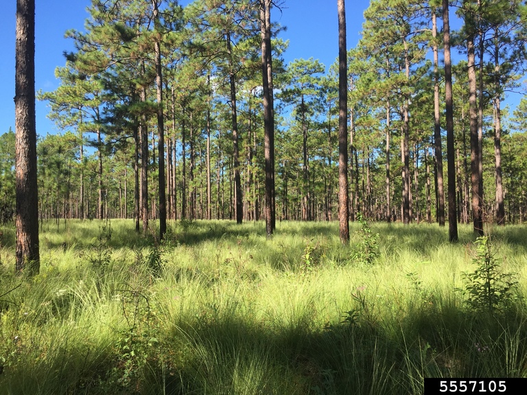 pine (Genus Pinus L.)